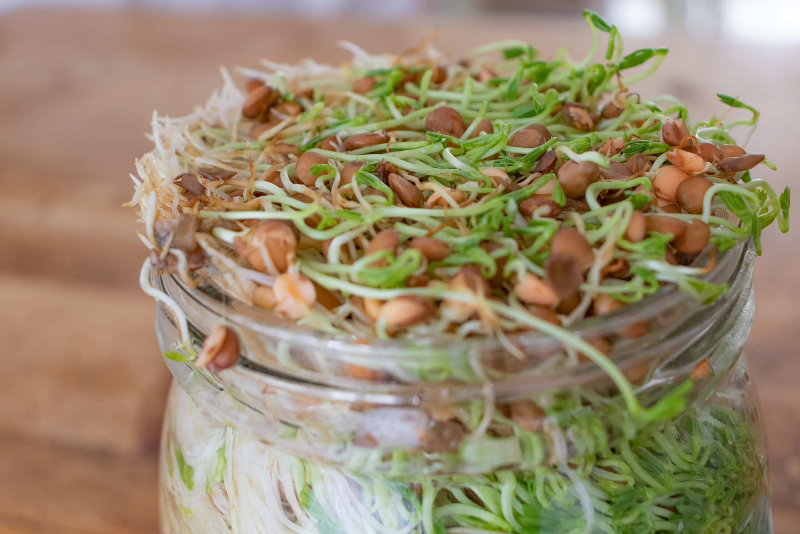 Fotky v tiskové kvalitě – Klíčení semen a microgreens – Kompostuj